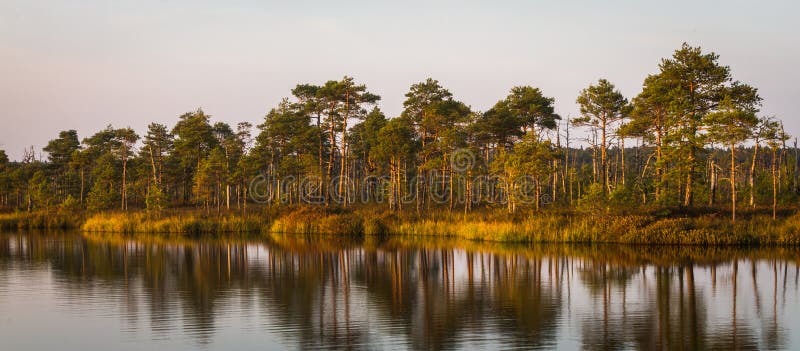 Swamp lake stock image. Image of pond, plants, boat, environmental ...