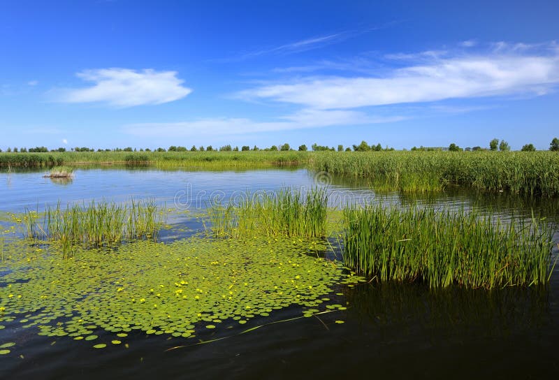 Swamp,lake, Reeds, Blue Sky Stock Photo - Image of clouds, bright: 10512110