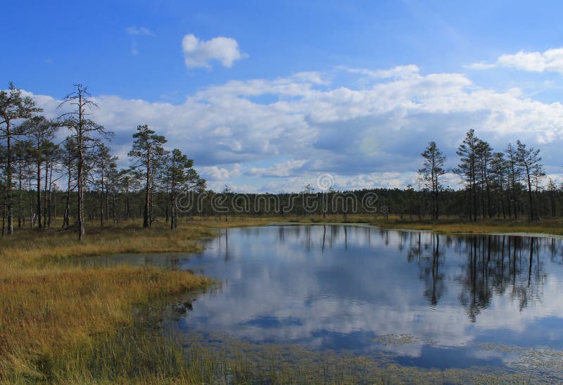 Swamp Lake with Reflection of Clouds and Rare Trees in the Foreground ...