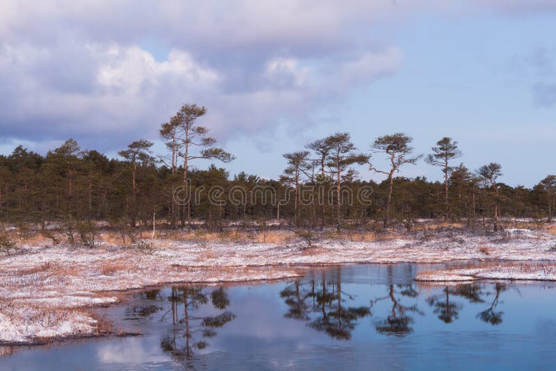 Swamp Lake in Snowy Winter Day Stock Photo - Image of nature, landscape ...