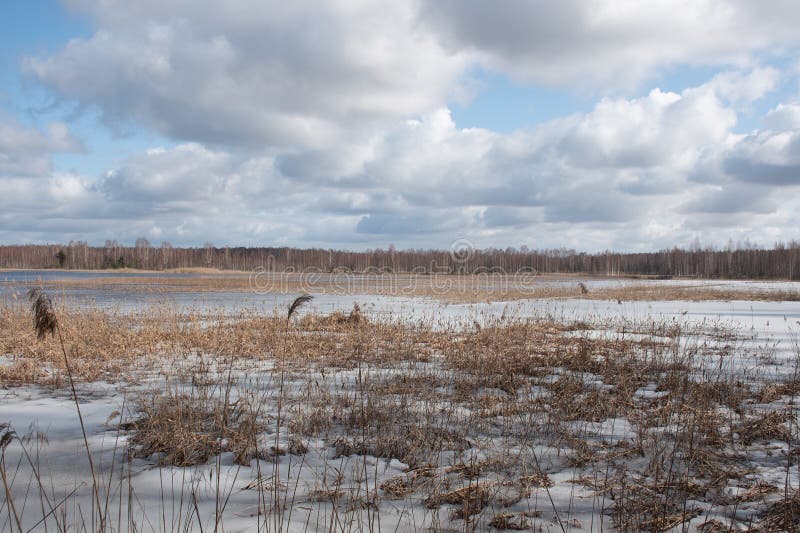 Swamp Lake in Spring, Spring Landscape, Leafless Trees Stock Photo ...