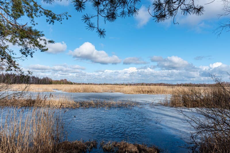 Swamp Lake in Spring, Spring Landscape, Leafless Trees Stock Image ...