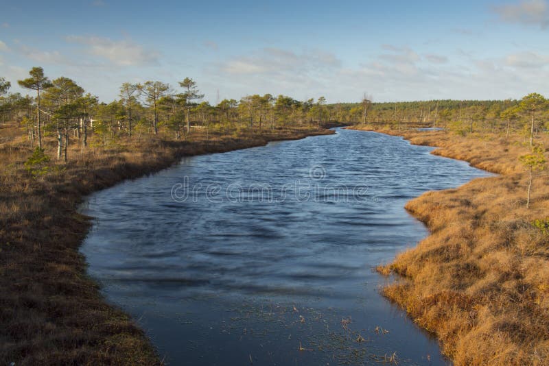 Swamp lake at sunrise stock image. Image of tree, pine - 66847071