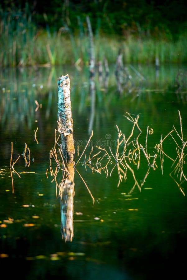 Swamp lake and tree stumps stock image. Image of vertical - 100530541