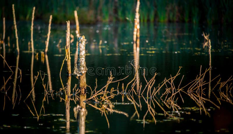 Swamp lake and tree stumps stock image. Image of lake - 100530423