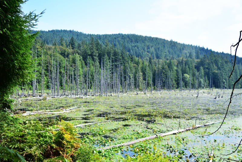 Swamp land in Bowen Island stock photo. Image of sailing - 183899674