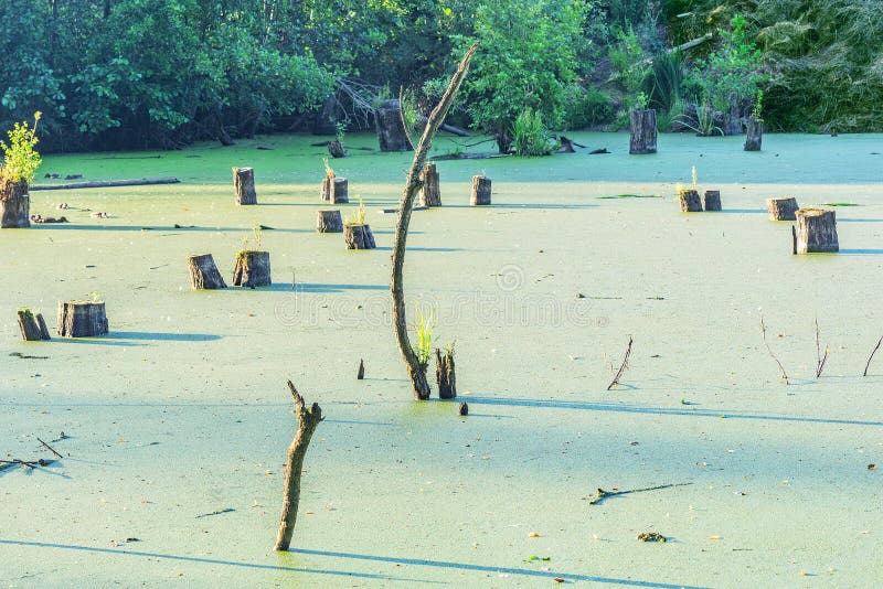 Swamp land stock photo. Image of wetlands, water, natural - 78753880
