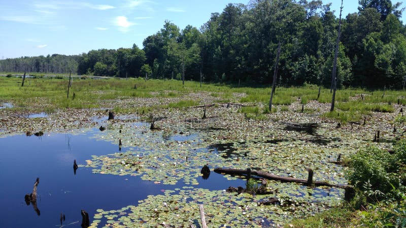 Swamp land stock photo. Image of wetlands, water, natural - 78753880