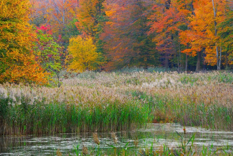 Swamp Landscape stock image. Image of vegetation, calm - 34508145