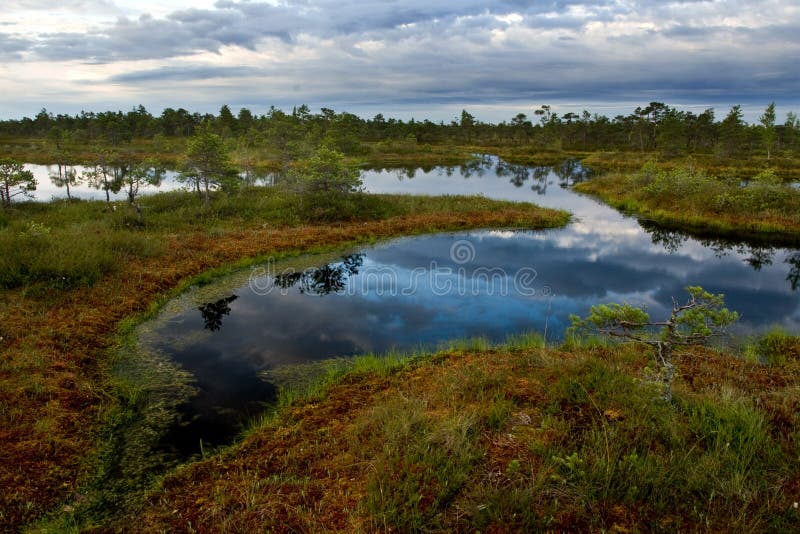 Swamp Landscape with Reflections of Trees in a Swamp Pond . Tuscany ...