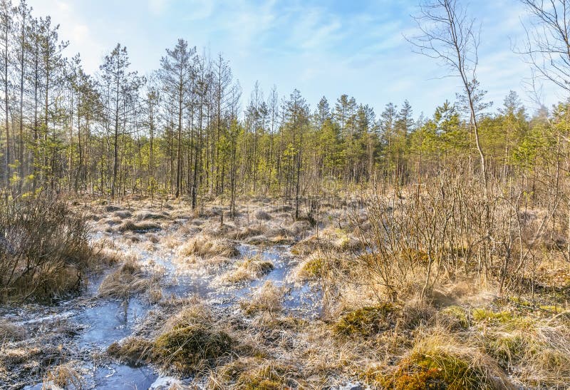 Swamp Landscape on a Frosty March Day Stock Photo - Image of cold ...