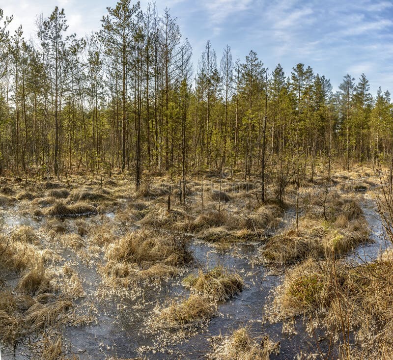 Swamp Landscape on a Frosty March Day Stock Image - Image of russia ...