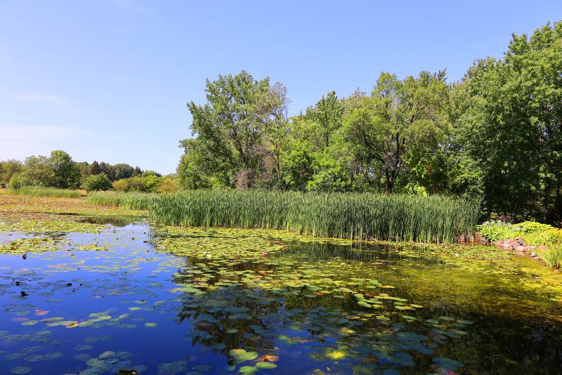 Swamp landscape stock photo. Image of landscape, countryside - 228529796