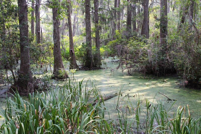 Swamp Landscape stock image. Image of climate, season - 79133197