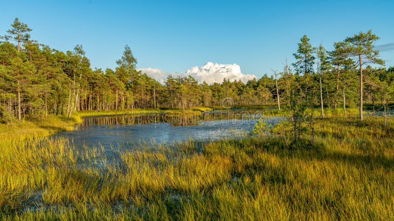 Swamp Landscape with Pine Trees in the Background Stock Photo - Image ...