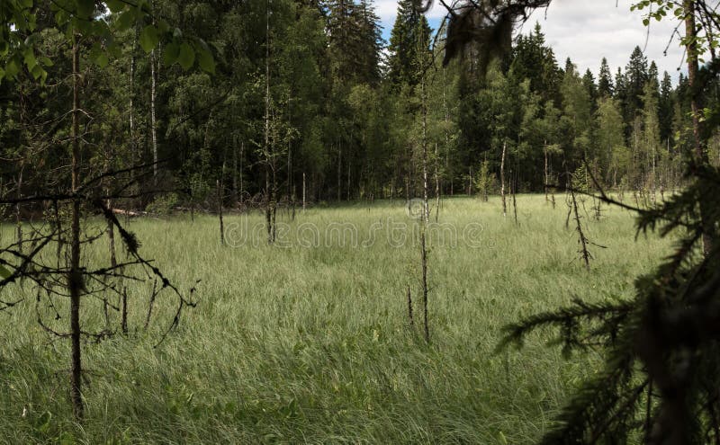 Swamp Landscape in Russia in Summer Stock Image - Image of outdoor ...