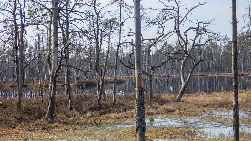 Swamp Landscape on Sunny Spring Day Stock Photo - Image of adventure ...