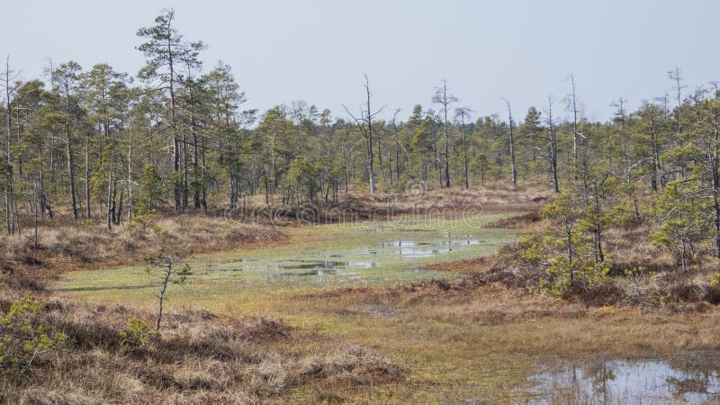 Swamp Landscape on Sunny Spring Day Stock Photo - Image of adventure ...