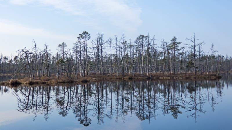 Swamp Landscape on Sunny Spring Day Stock Photo - Image of nature ...