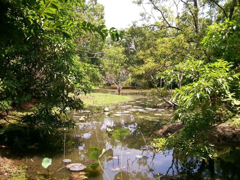 Swamp landscape stock photo. Image of water, swamp, landscape - 93258566