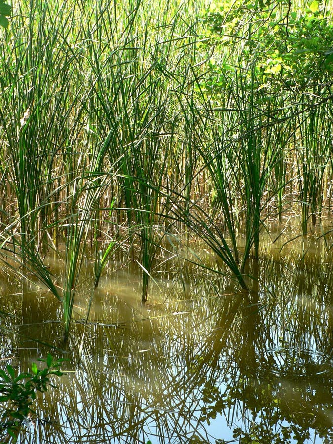 Swamp stock image. Image of timber, bounce, mire, plants - 65635643