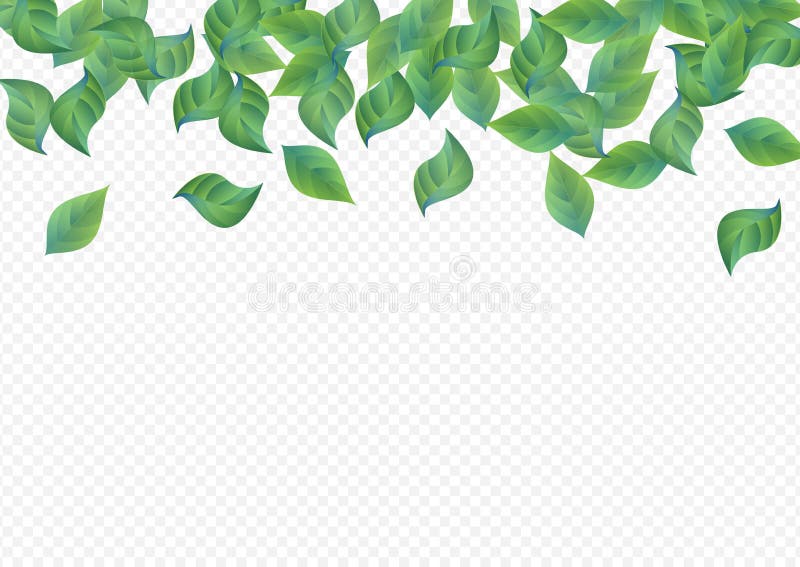 Swamp Leaf Spring Vector Transparent Background Stock Vector ...