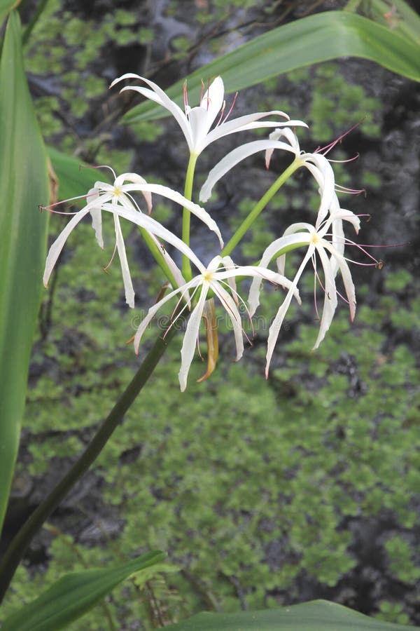 Swamp Lily stock image. Image of bulbs, pink, americanum - 24447623