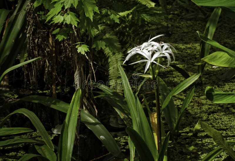 Swamp Lily stock image. Image of bulbs, pink, americanum - 24447623