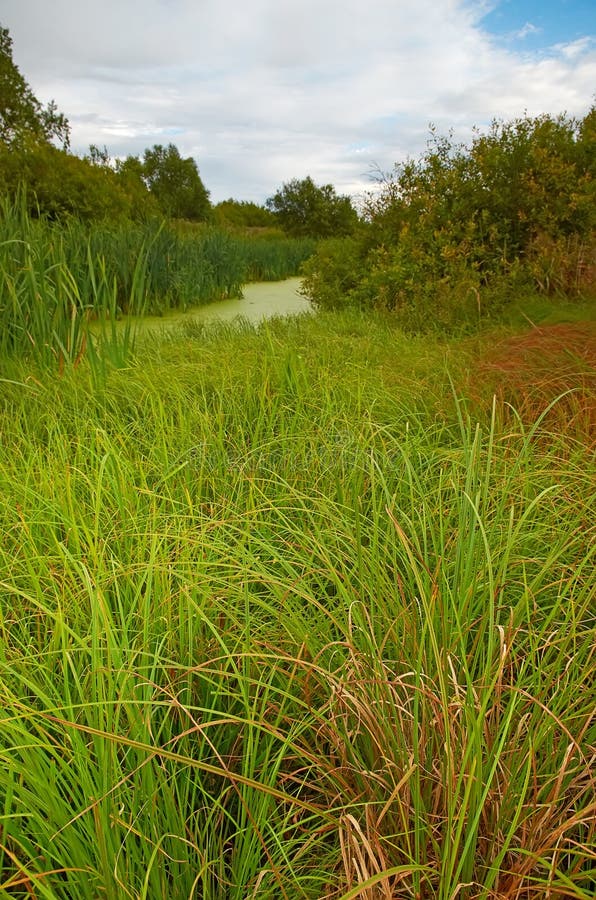 The swamp stock image. Image of cane, nature, outdoors - 30478583