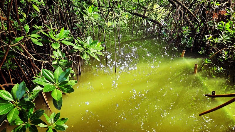 Swamp in Mangroove Forest with Reflection of Trees on Surface Water ...