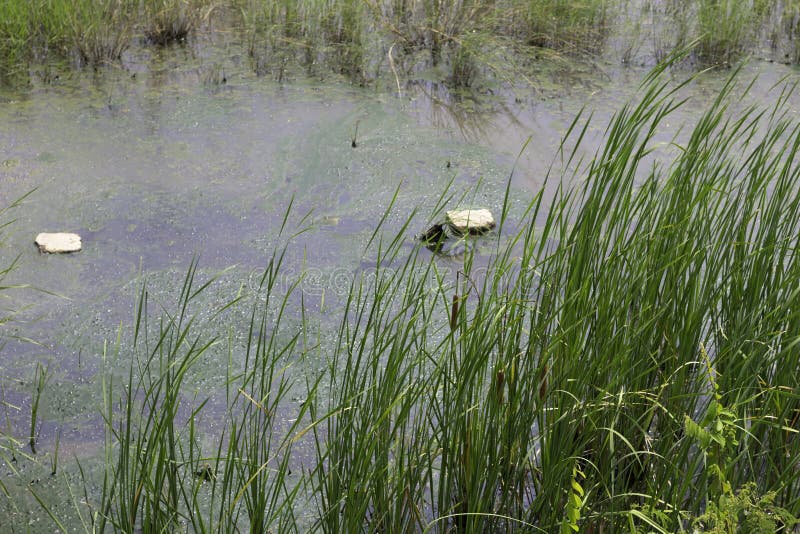 Swamp Algae Or Water Meal In Northeast Of Thailand Stock Photo - Image ...