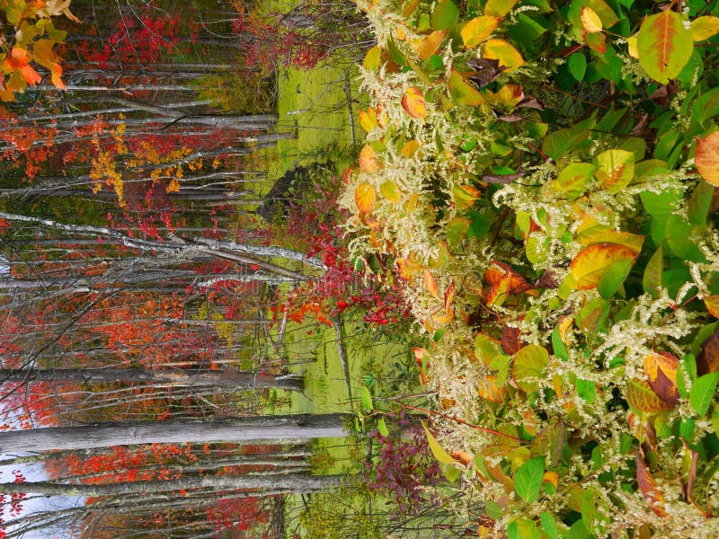 Swamp maples stock image. Image of maple, marsh, swamp - 27897027