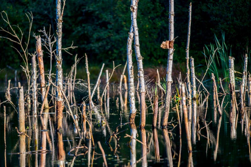 Swamp landscape stock image. Image of nature, green - 100637785