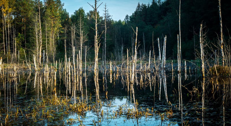 Swamp Landscape, Tree Stumps and Dry Trees Stock Image - Image of trees ...