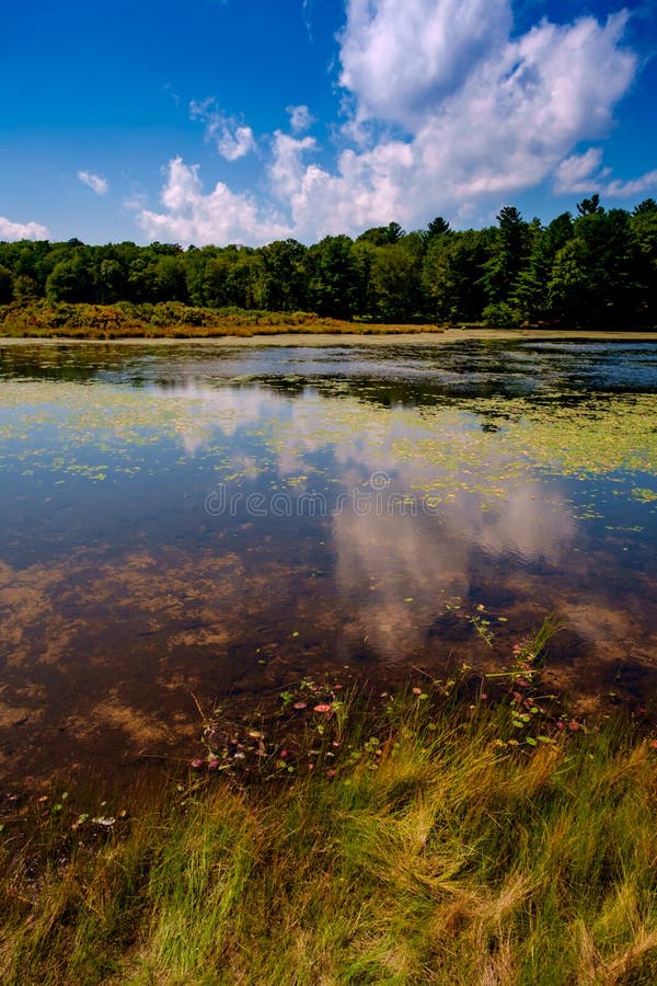 Swamp Marsh Summer stock image. Image of daylight, spring - 130668283