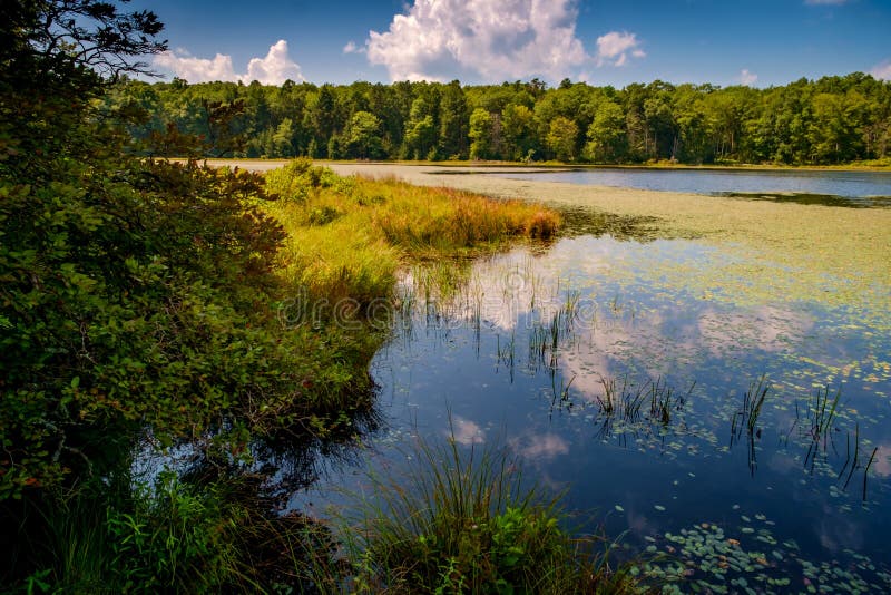 Swamp Marsh Summer stock photo. Image of scenery, bushes - 130670586