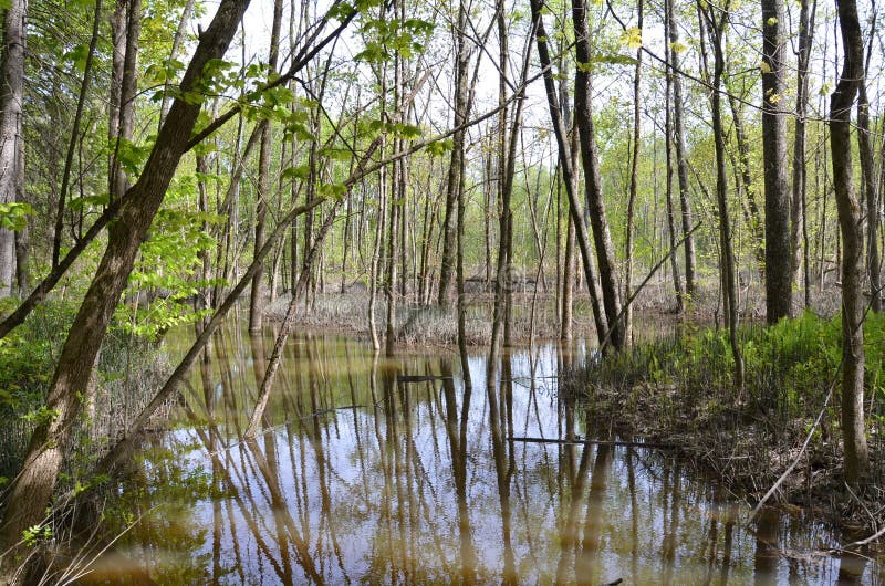 Swamp or Marsh Water in Forest or Woods Stock Image - Image of trees ...