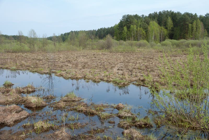 Swamp stock image. Image of space, morning, terrain, underwood - 31767697