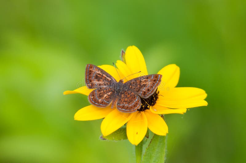Swamp Metalmark Butterfly stock image. Image of metalmark - 36825687
