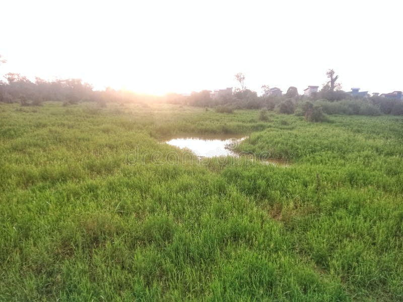 Swamp in the Middle of the Meadow Stock Photo - Image of lawn ...