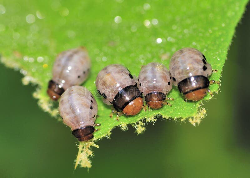 Swamp Milkweed Leaf Beetle Larva Stock Image - Image of summer, insect ...