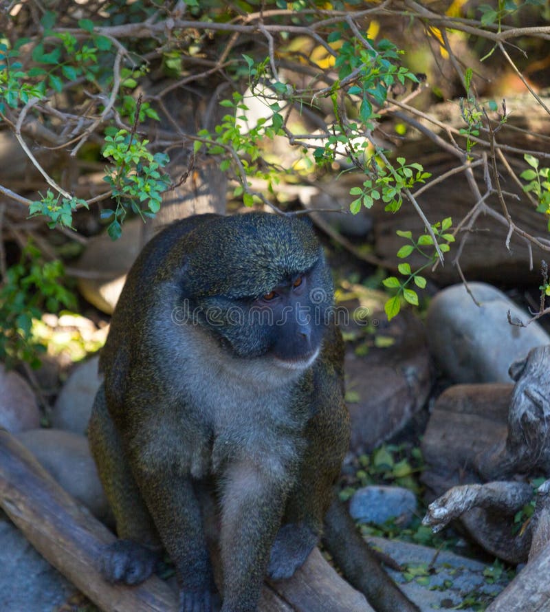 Allen s swamp monkey stock photo. Image of cute, congo - 39459666