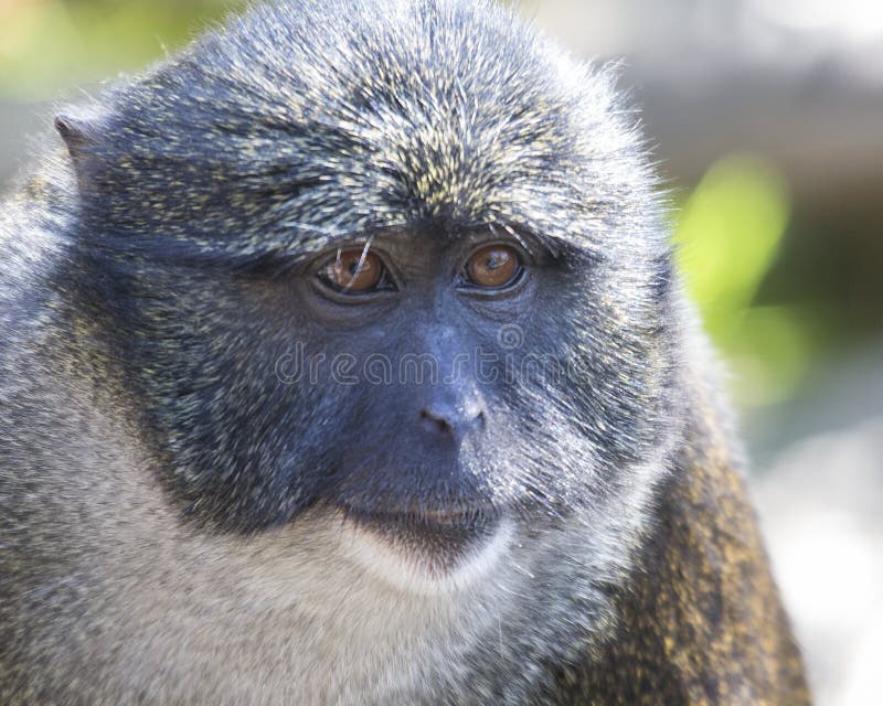 Swamp Monkey stock image. Image of allens, monkey, diurnal - 48613237