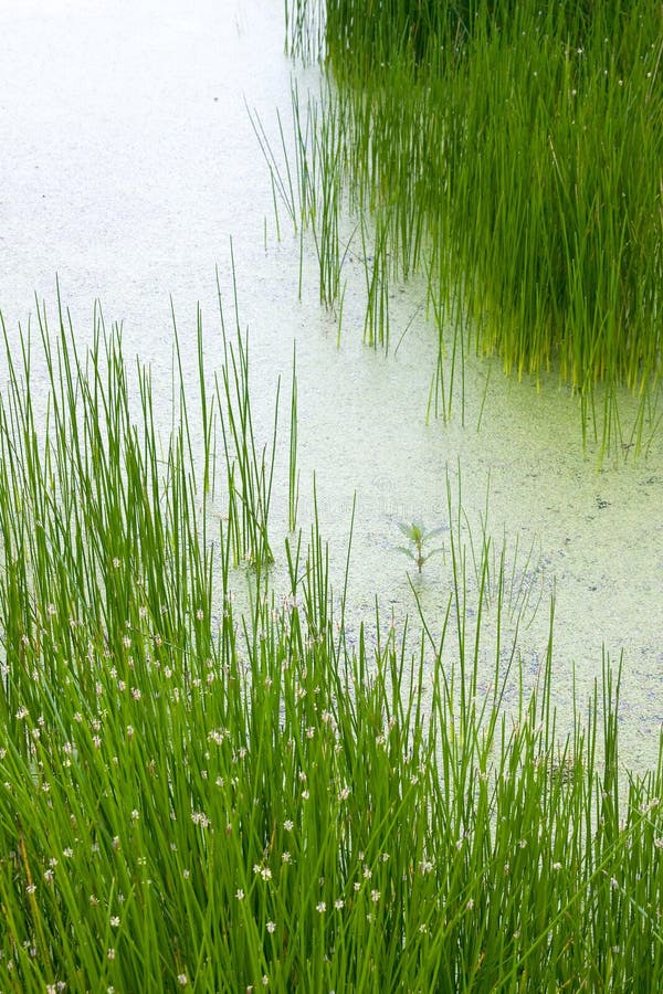 Swamp morass stock photo. Image of spires, nature, morass - 5530508