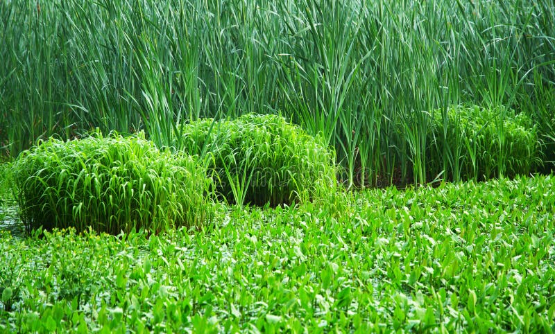 Swamp in the morning stock photo. Image of sunshine, flowers - 19896158