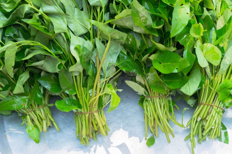 Swamp Morning Glory, Thai Water Convolvulus, Morning Glory, Water ...