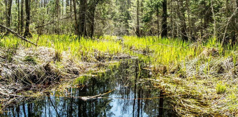 Plants on the swamp bank stock image. Image of green - 159450995