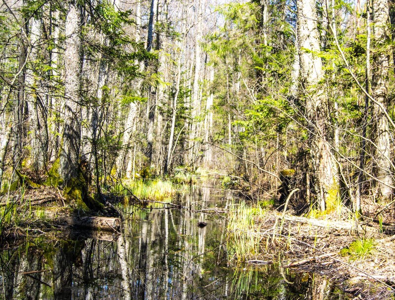 Swamp stock photo. Image of path, grass, reflection, creek - 93430252