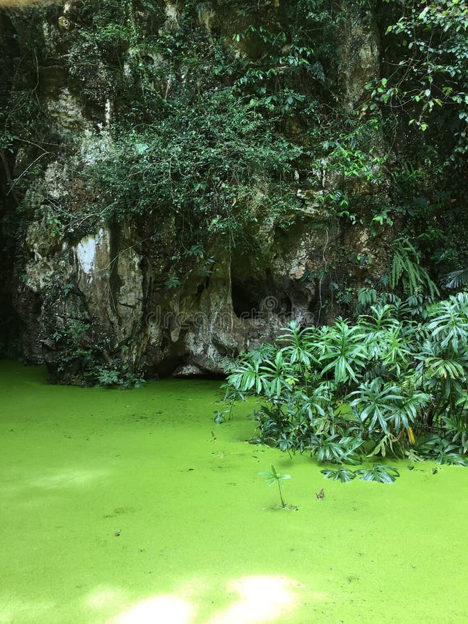 Swamp stock photo. Image of mossy, green, algae, swamp - 92382802