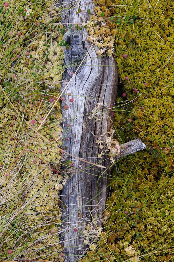 On the swamp stock photo. Image of tree, landscape, outdoors - 56551272